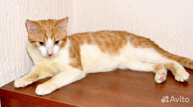 Котенок