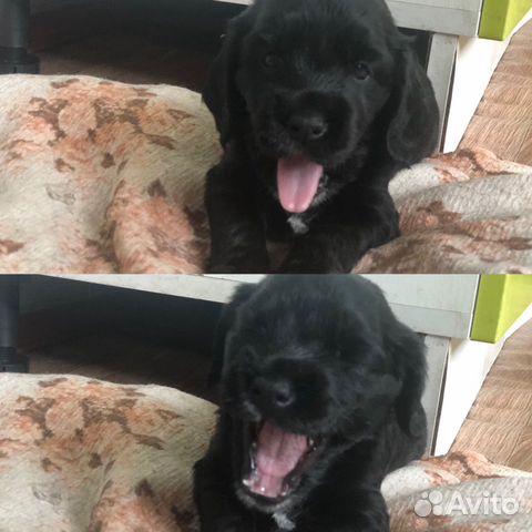 Щенки русского спаниеля