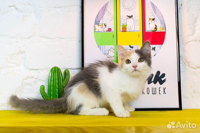 Котенок Вишенка 3.5 месяца (из приюта)