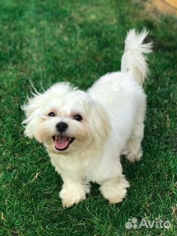 Мальтезе кабель вязка