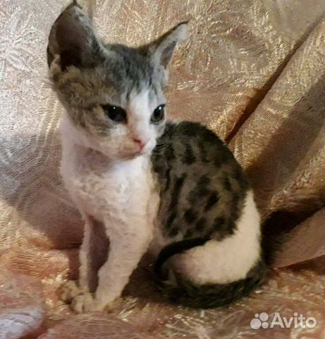 Альф Керли Астра