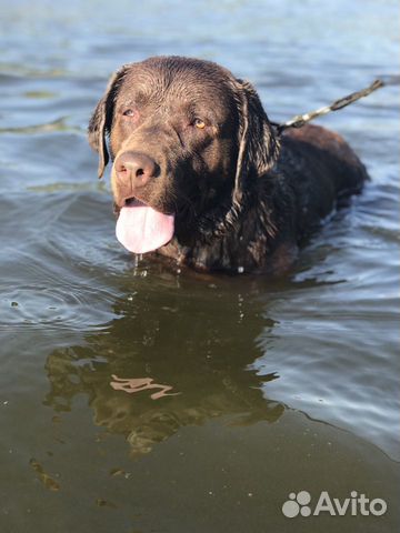 Лабрадор (шоколад) вязка