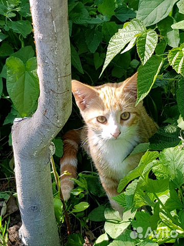 Рыжий котенок (девочка) ищет себе хозяина