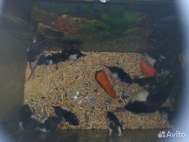 Крысятули для радости