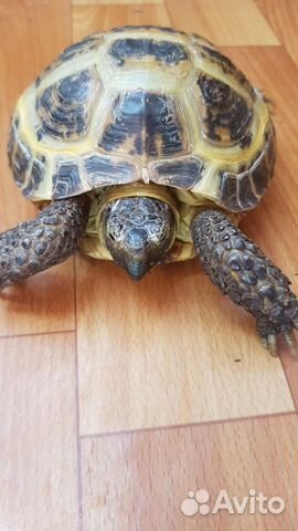 Черепаха сухопутная