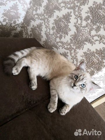 Красотка в добрые руки, 7 месяцев, девочка, ласков