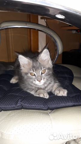 Красавец и умница