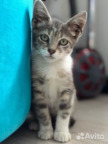 Котенок, девочка 2.5-3 месяца