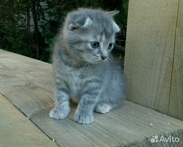 Шотландские втслоухие котята