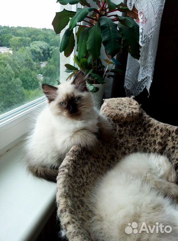 Котики - невские маскарадные обормотики