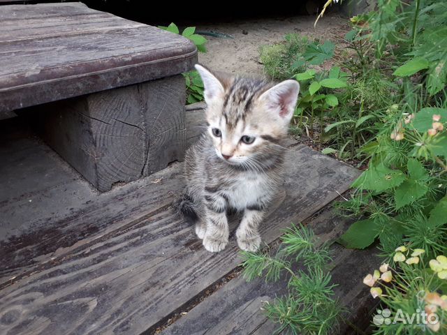 Кошечка расцветкой "бурундучок ", 1,5 месяца