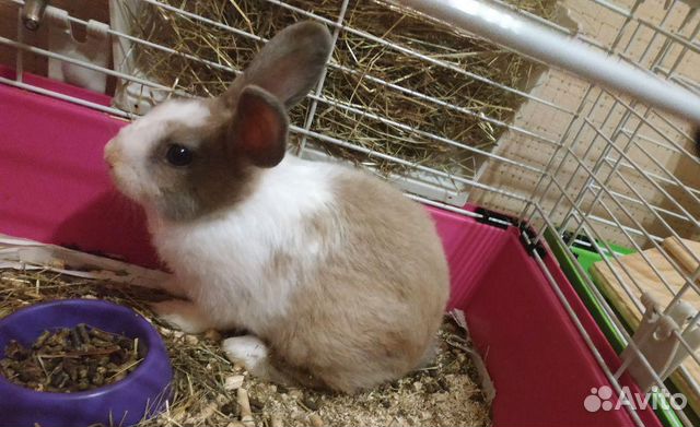 Кролик декоративный, 2 месяца