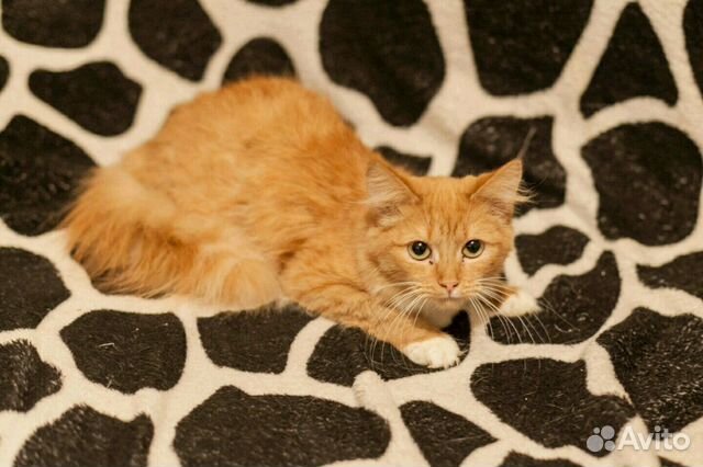 Кошечка ищет семью