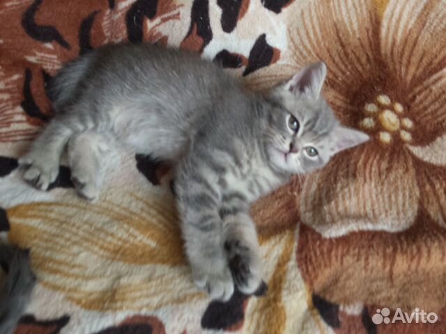Котята британской кошки