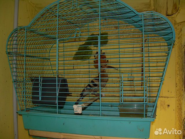 Удод (лат. Upupa epops)