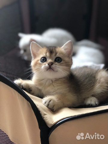 Британский золотой котенок, мальчик