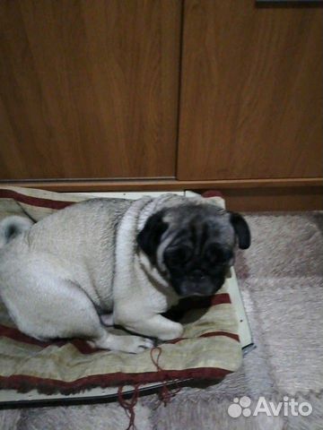 Вязка мопса