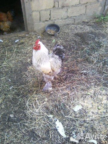 Петух брама