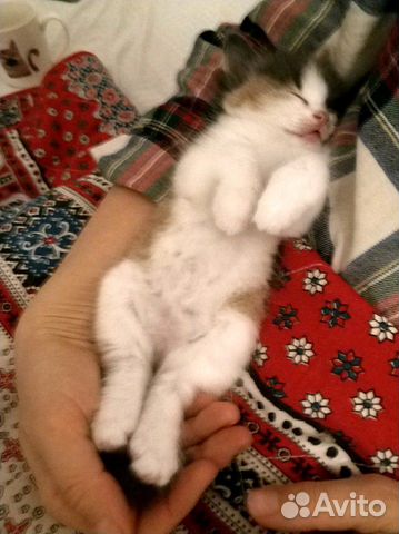 Котёнок