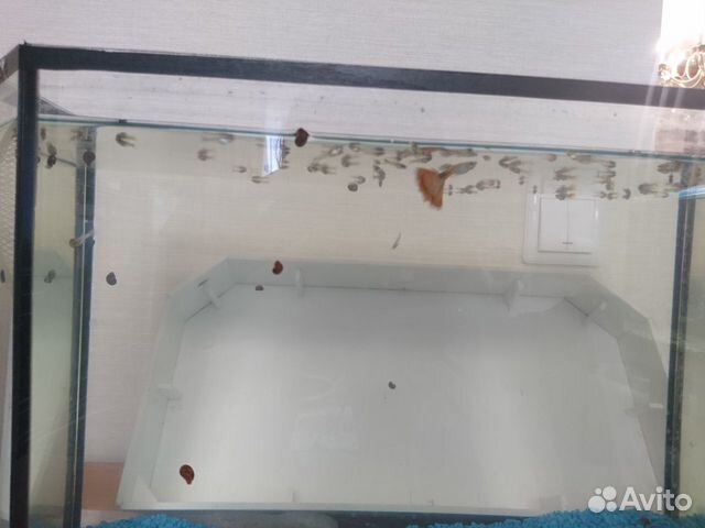 Отдам бесплатно рыбок гуппи и их мальков