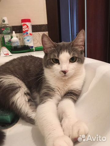 Тигра ищет любящего хозяина