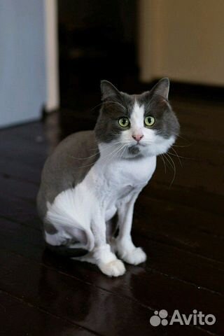 Котик по имени Енотик