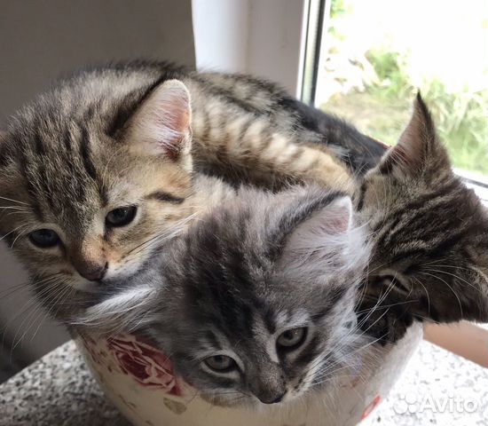 Отдадим котят 2 мес