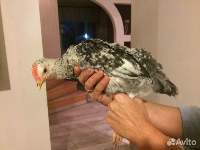 Молодой петушок