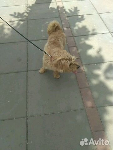 Собака породистая