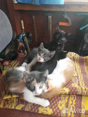 Котята