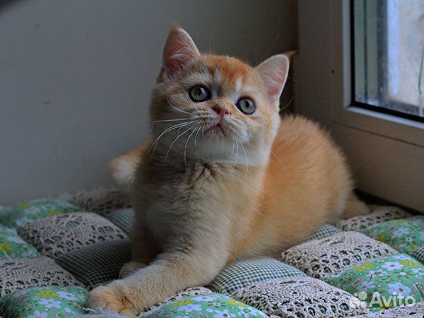 Морковка - красная тикированная девочка