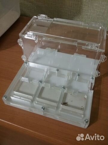 Формикарий Каблучок с флаусами, плюс подарки