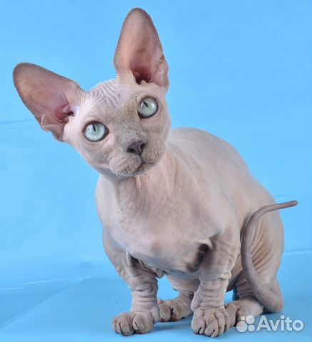 Котик бамбино
