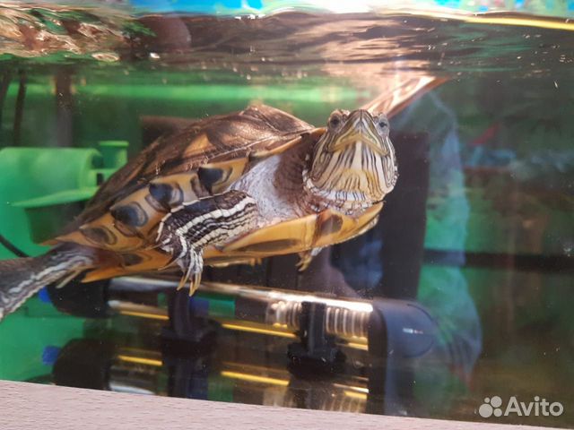 Красноухая черепаха