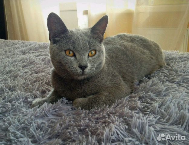 Котик ищет дом