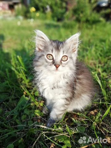 Замурчательные котята В добрые руки