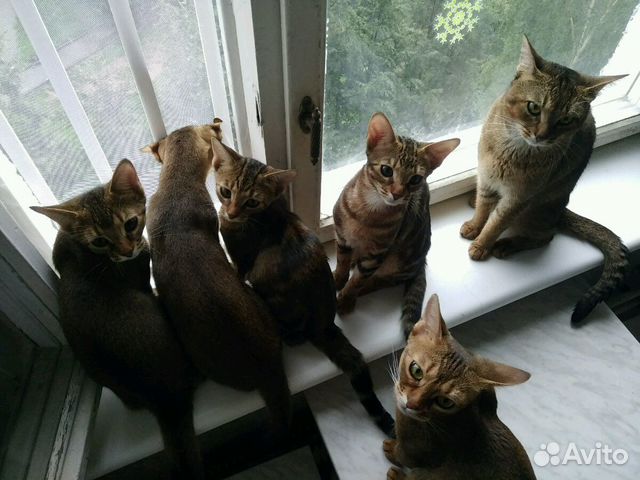 Милейшие Котята