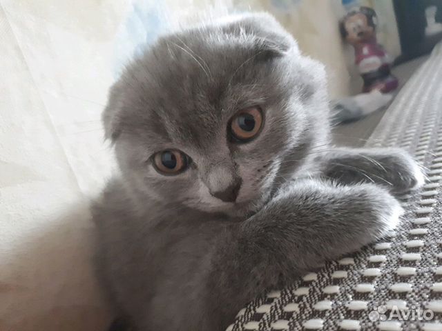 Вислоухие плюшки