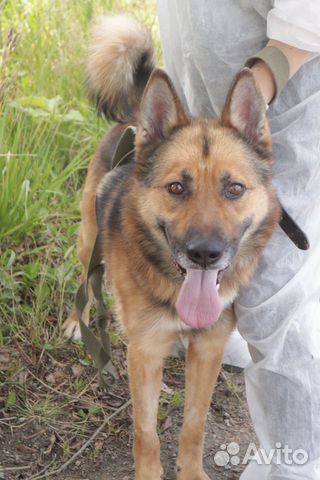 Плюшевый мишка и самый большой игрун ищет дом