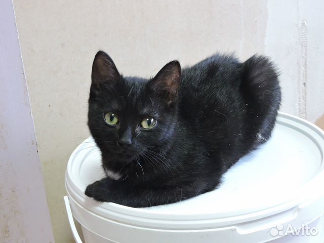 Черный котенок мальчишка