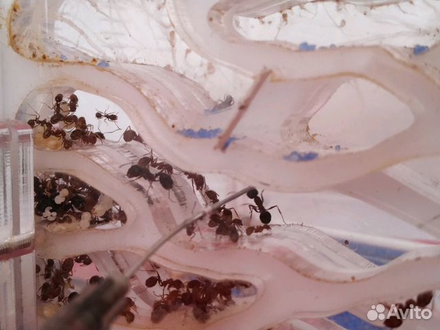 Муравьиная ферма (формикарий) с колонией жнецов Me