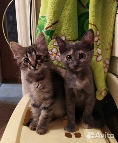 Котятки ищут дом