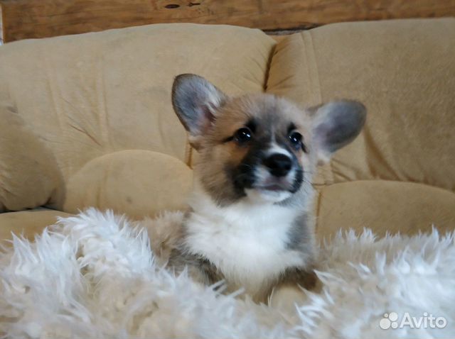 Щенок вельш корги пемборк