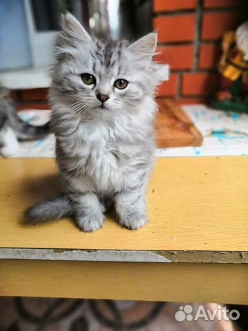 Котята Персидской серебристой шиншиллы