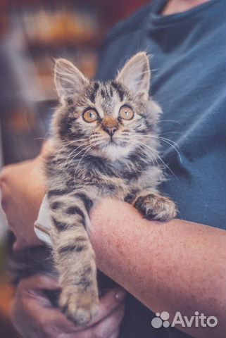 Красавица Грейс в добрые руки