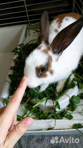 Декоративный кролик