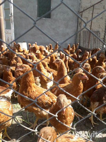 Курочка- молодка