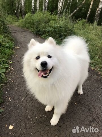 Самоед вязка