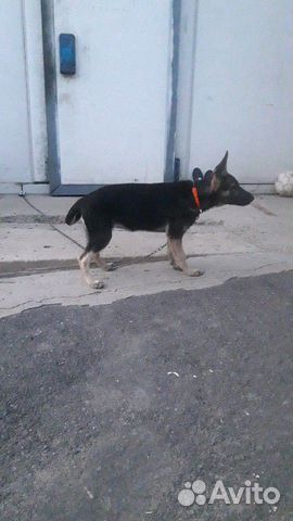 Продаю немецкую овчарку