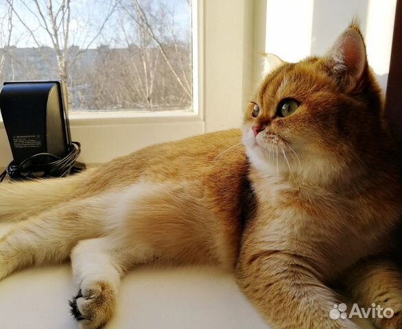 Вязка британка